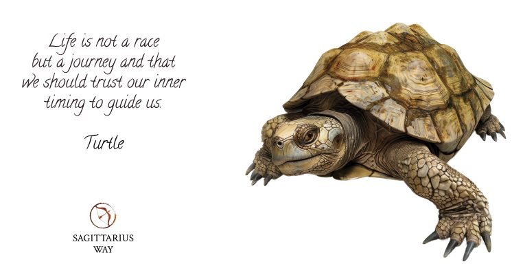 Unlocking Turtle wisdom: Life is a journey, not a race - Sagittarius Way