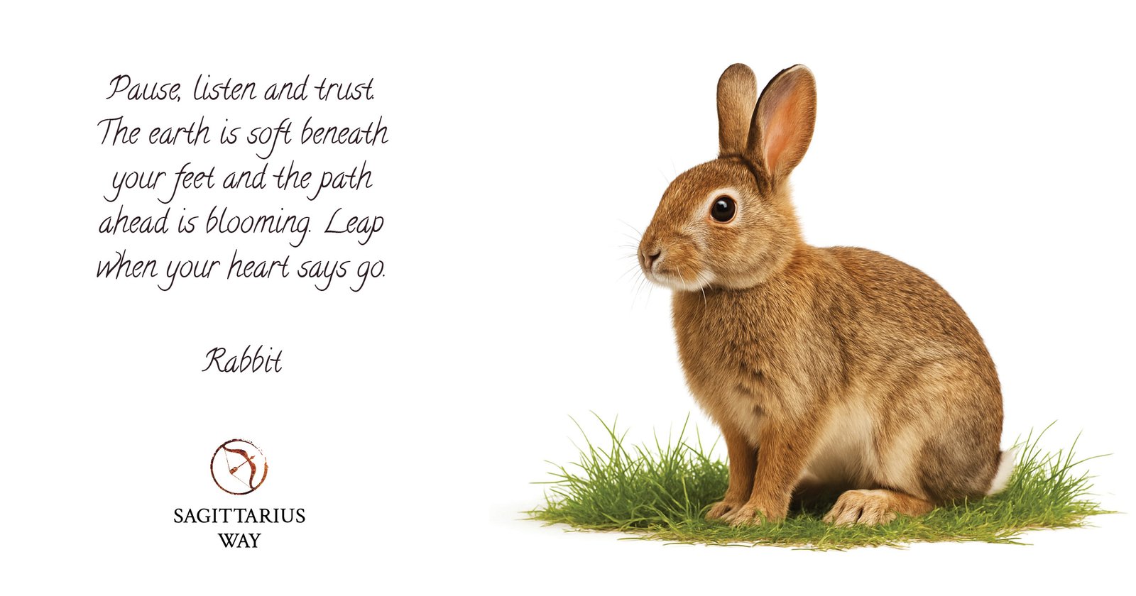 Rabbit wisdom: Embrace abundance and awareness - Sagittarius Way