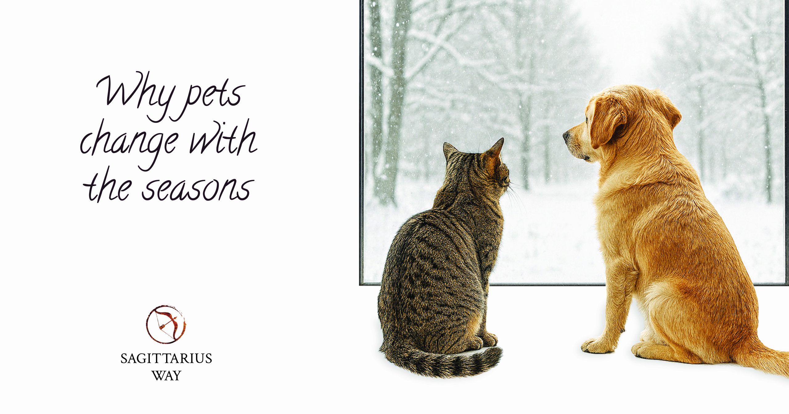 How seasonal changes affect pet behaviour: Winter and Summer care tips ...